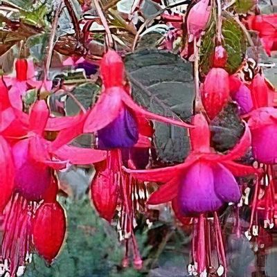 fuchsia pennine