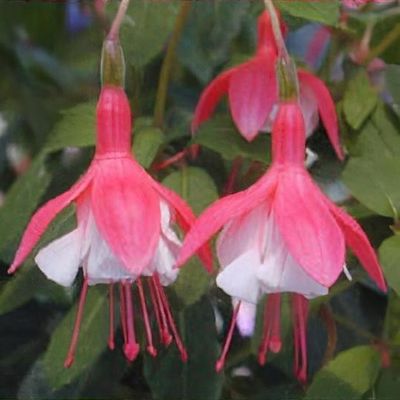 fuchsia 'lady thumb