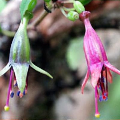 Fuchsia excorticata