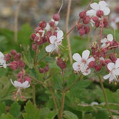 catherine deneuve geranium