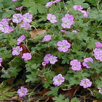 catherine deneuve geranium