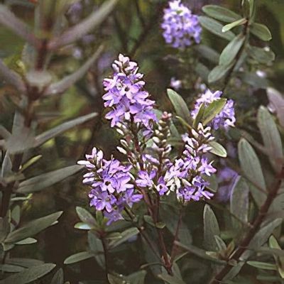 veronica silver carpet