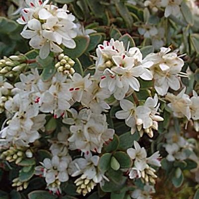 veronica silver carpet