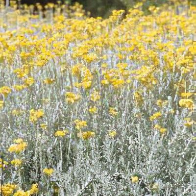 Helichrysum splendidum