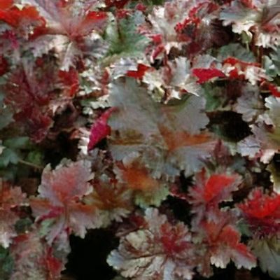 heuchera red spangles