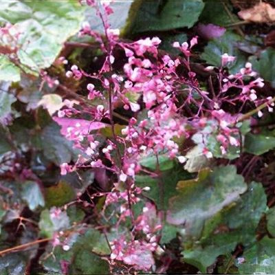 heuchera fleur