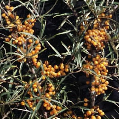 Hippophae rhamnoides