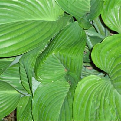 Hosta 'Green Sheen'
