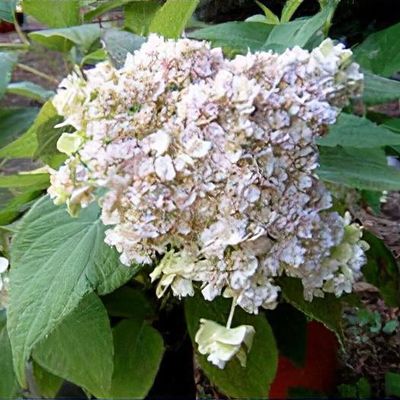 hydrangea paniculata confetti