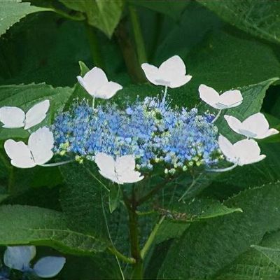 hydrangea sheila