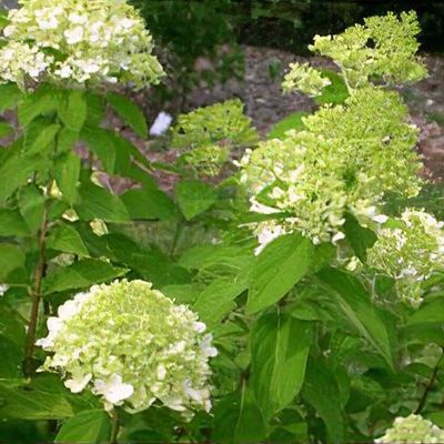 hydrangea blue bonnet
