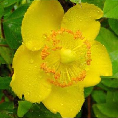 hypericum hidcote native