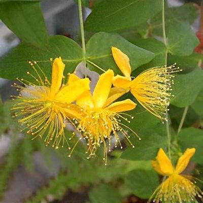 hypericum forrestii