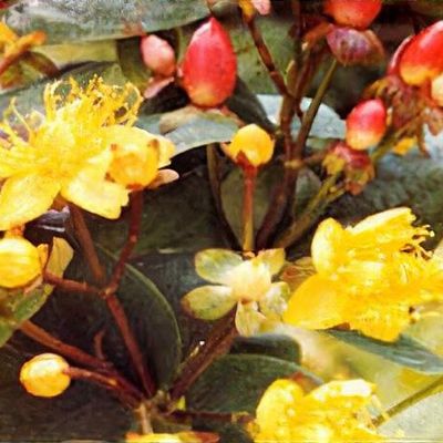 hypericum inodorum elstead