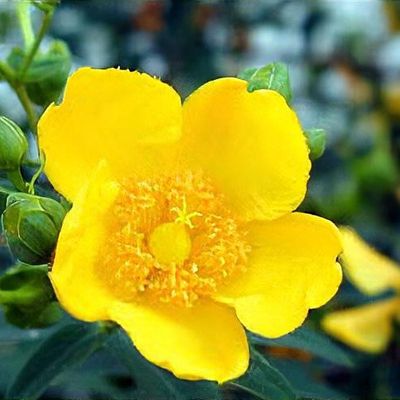 hypericum forrestii