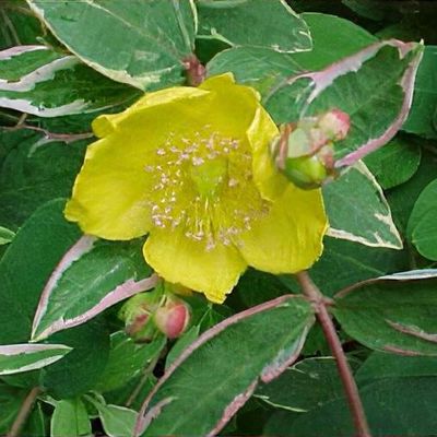 hypericum forrestii