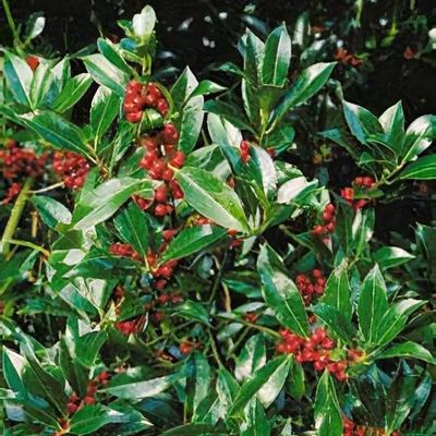 ilex casanova