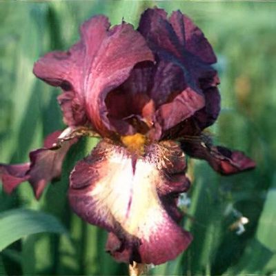 iris attention please