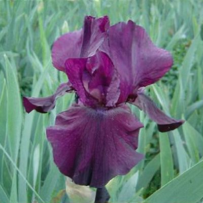 iris 'draco'