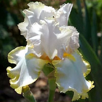 iris 'eyecatcher'