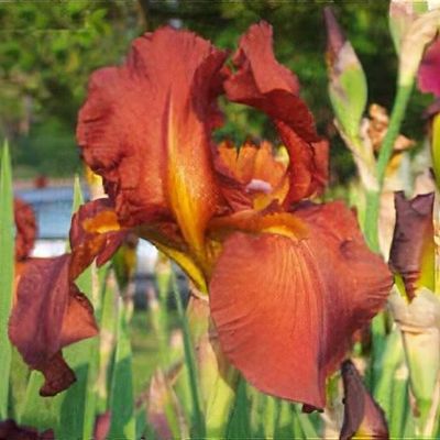 action front iris