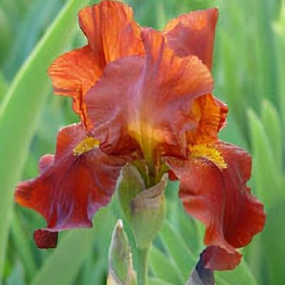 iris 'draco'