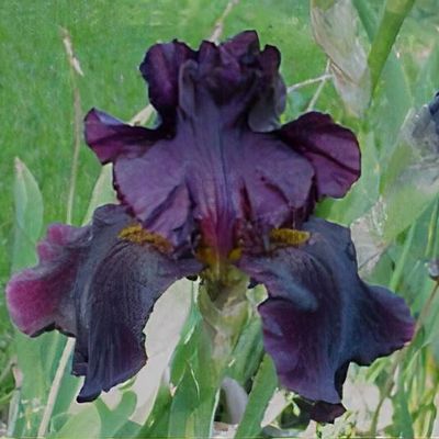 iris 'eyecatcher'