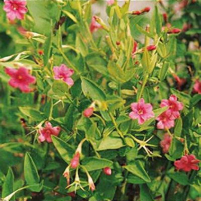 how to plant jasminum stephanense