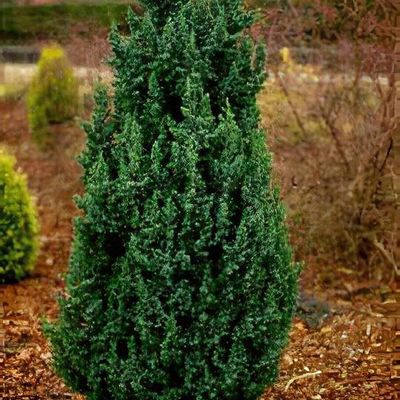 juniperus communis sentinel