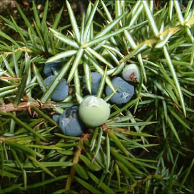 pencil point juniper tree