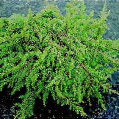 juniperus communis repanda