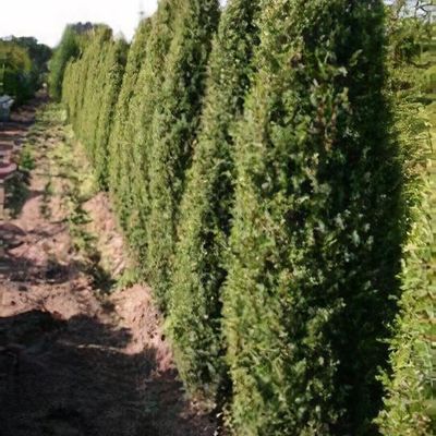juniperus communis sentinel