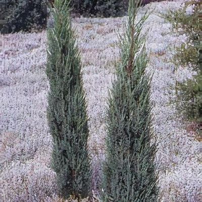 blue arrow juniperus