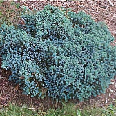 juniperus blue alps