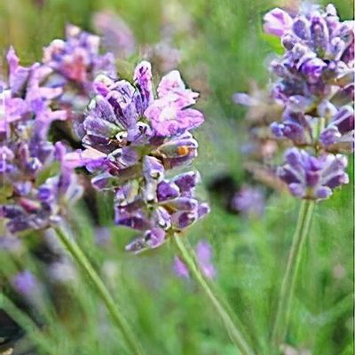 lavender silver mist