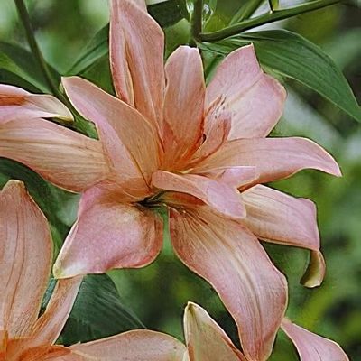tree lily debby