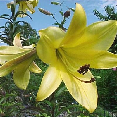 lilium butter pixie