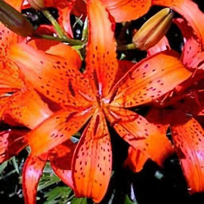 lilium orange pixie
