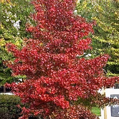 liquidambar styraciflua uk