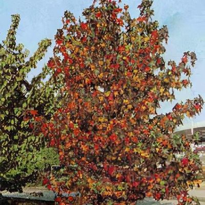 liquidambar styraciflua stared