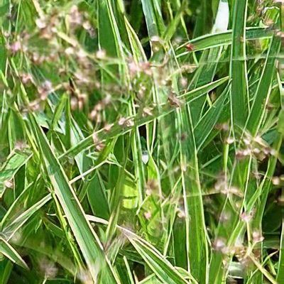 luzula sylvatica invasive