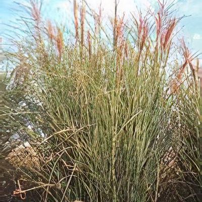miscanthus strictus pruning