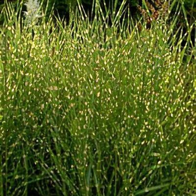 miscanthus strictus pruning