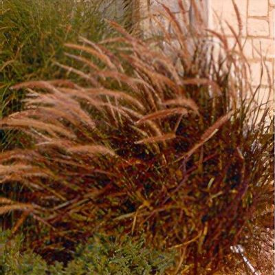 panicum virgatum ruby ribbons