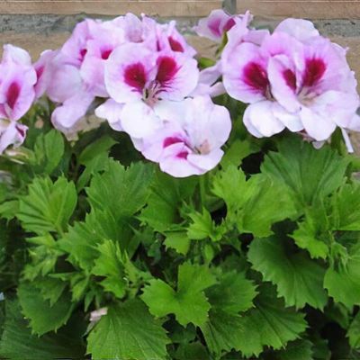 sybil geraniums