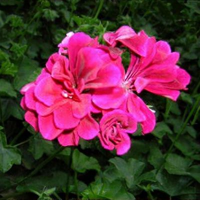 sybil geraniums