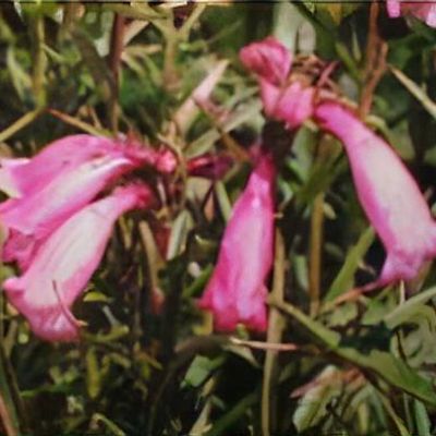 Penstemon 'Evelyn'