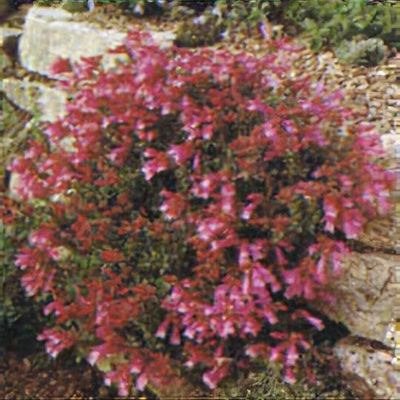 Penstemon newberryi