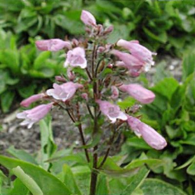 Penstemon procerus 'Roy Davidson'
