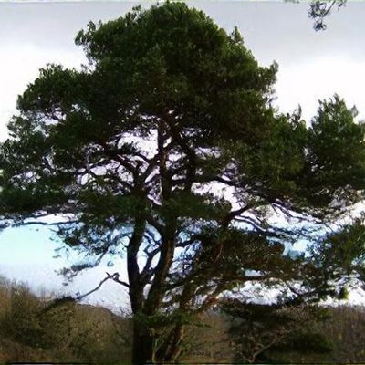 Pinus sylvestris